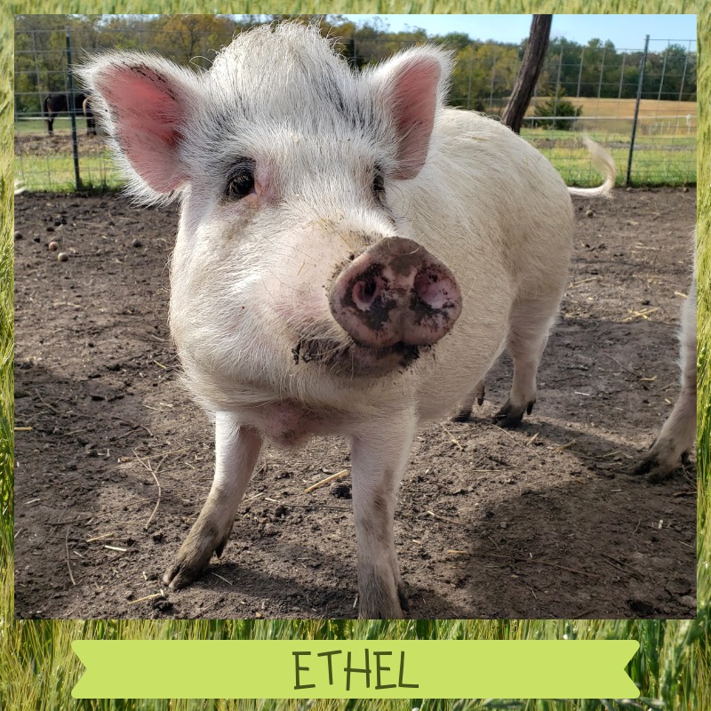 KCPRN | Kansas City Pig Rescue Network | Protext • Advocate • Educate