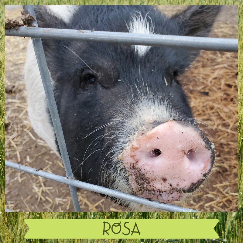 Fosters | KCPRN Kansas City Pig Rescue Network