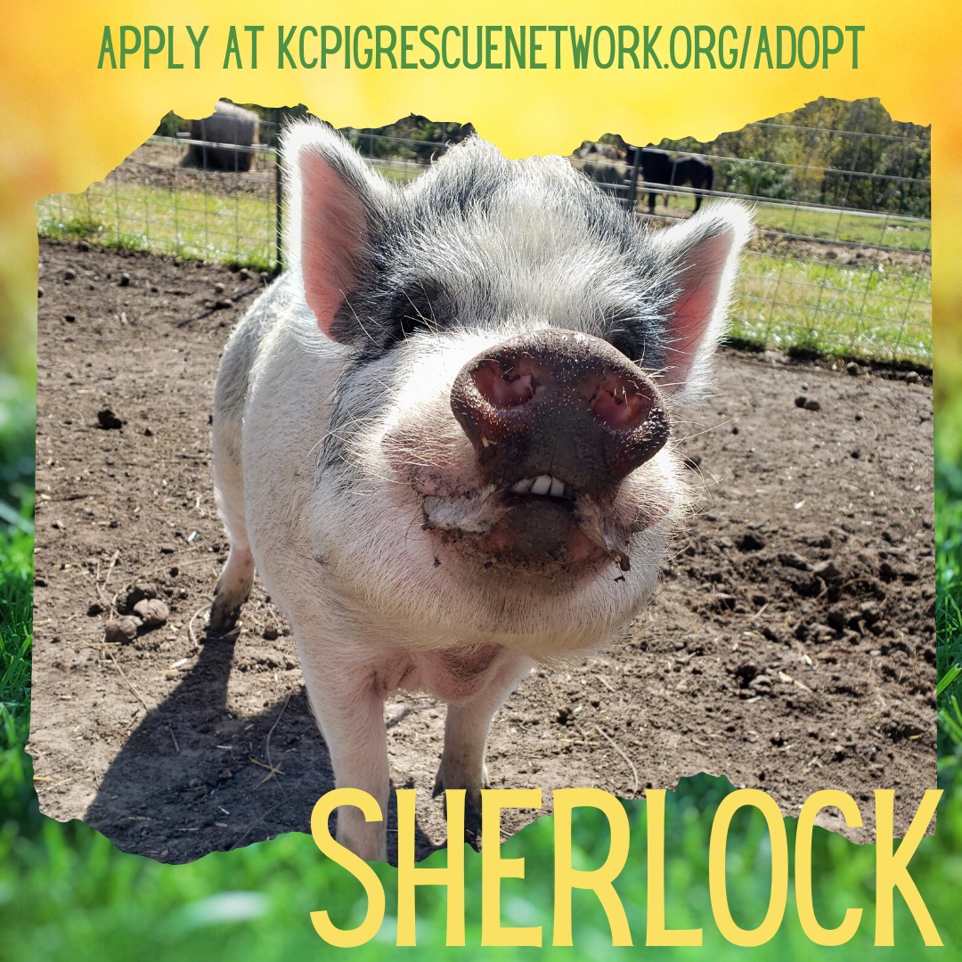 Fosters | KCPRN Kansas City Pig Rescue Network