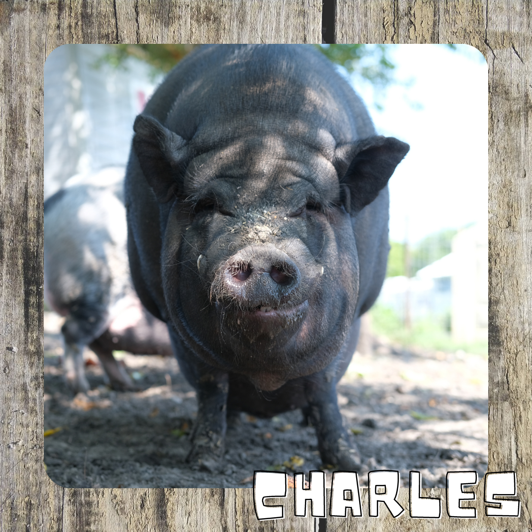 Fosters | Kansas City Pig Rescue Network