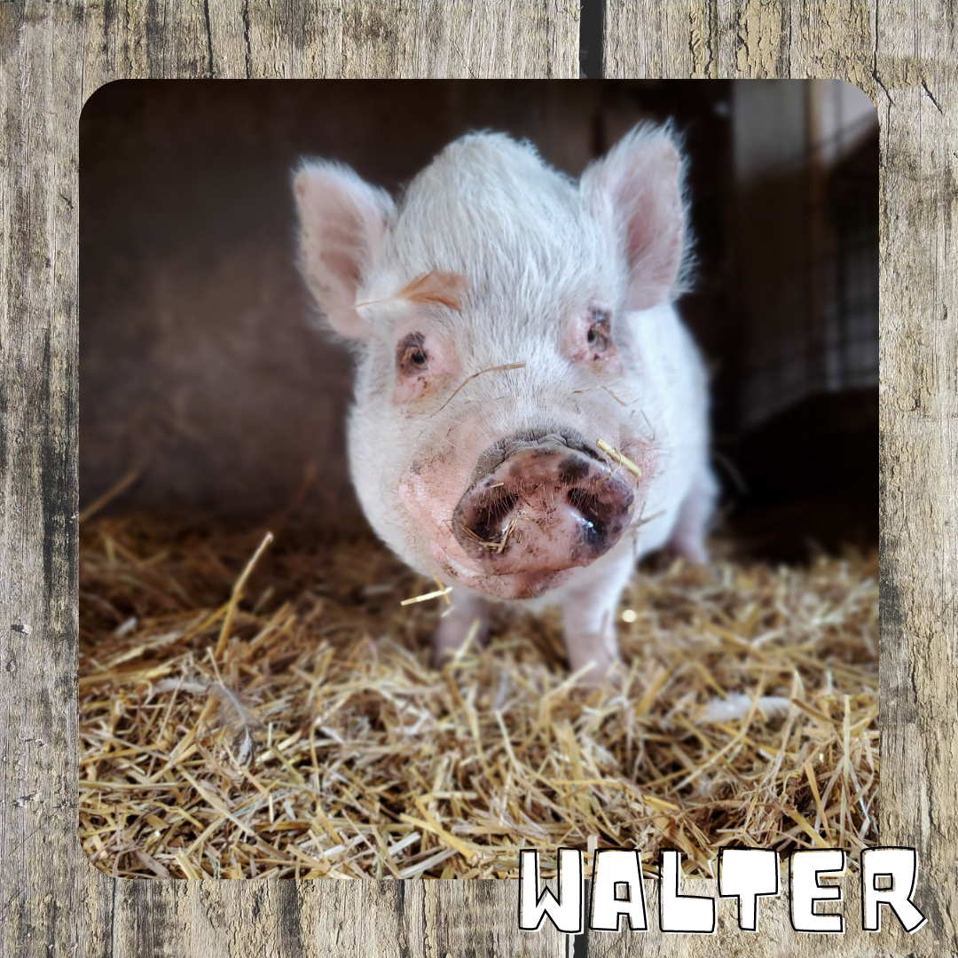 Fosters | Kansas City Pig Rescue Network